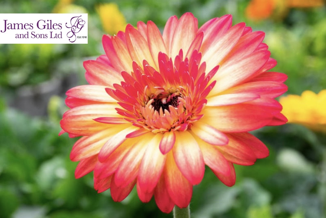 You Don't Have to Start Over: Compassionate Reflections for the New ...